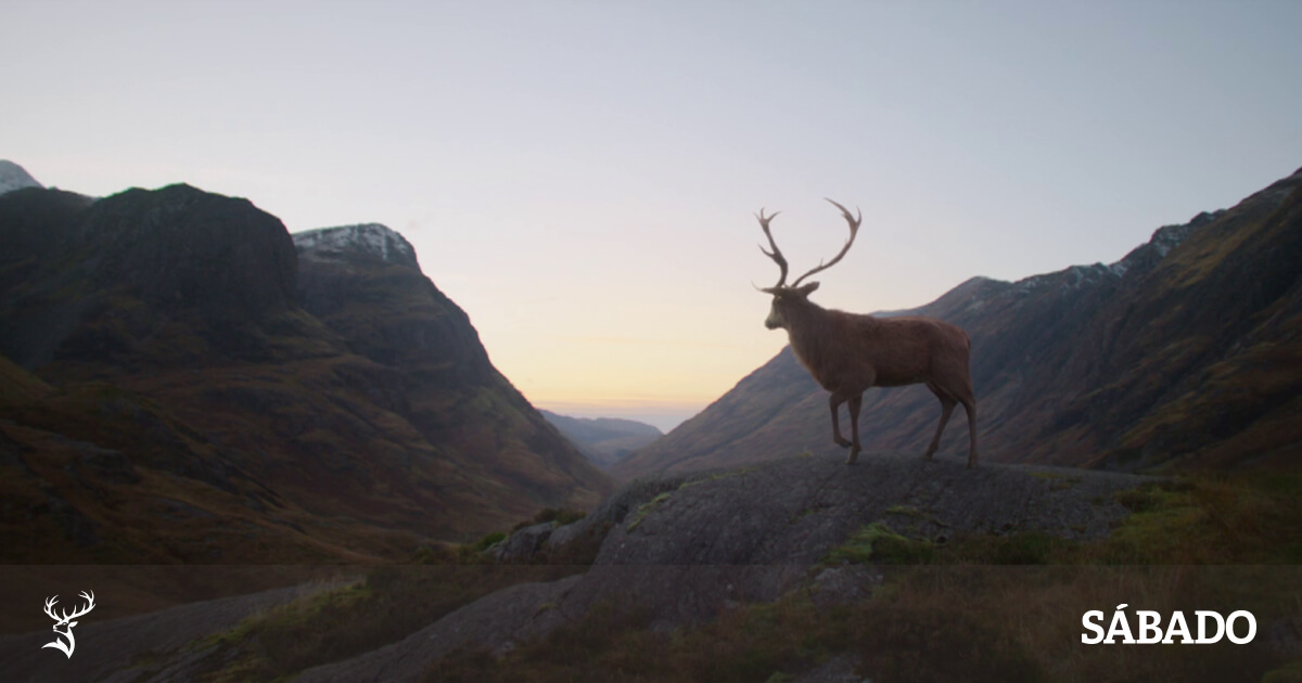 Maverick Spirit | SÁBADO